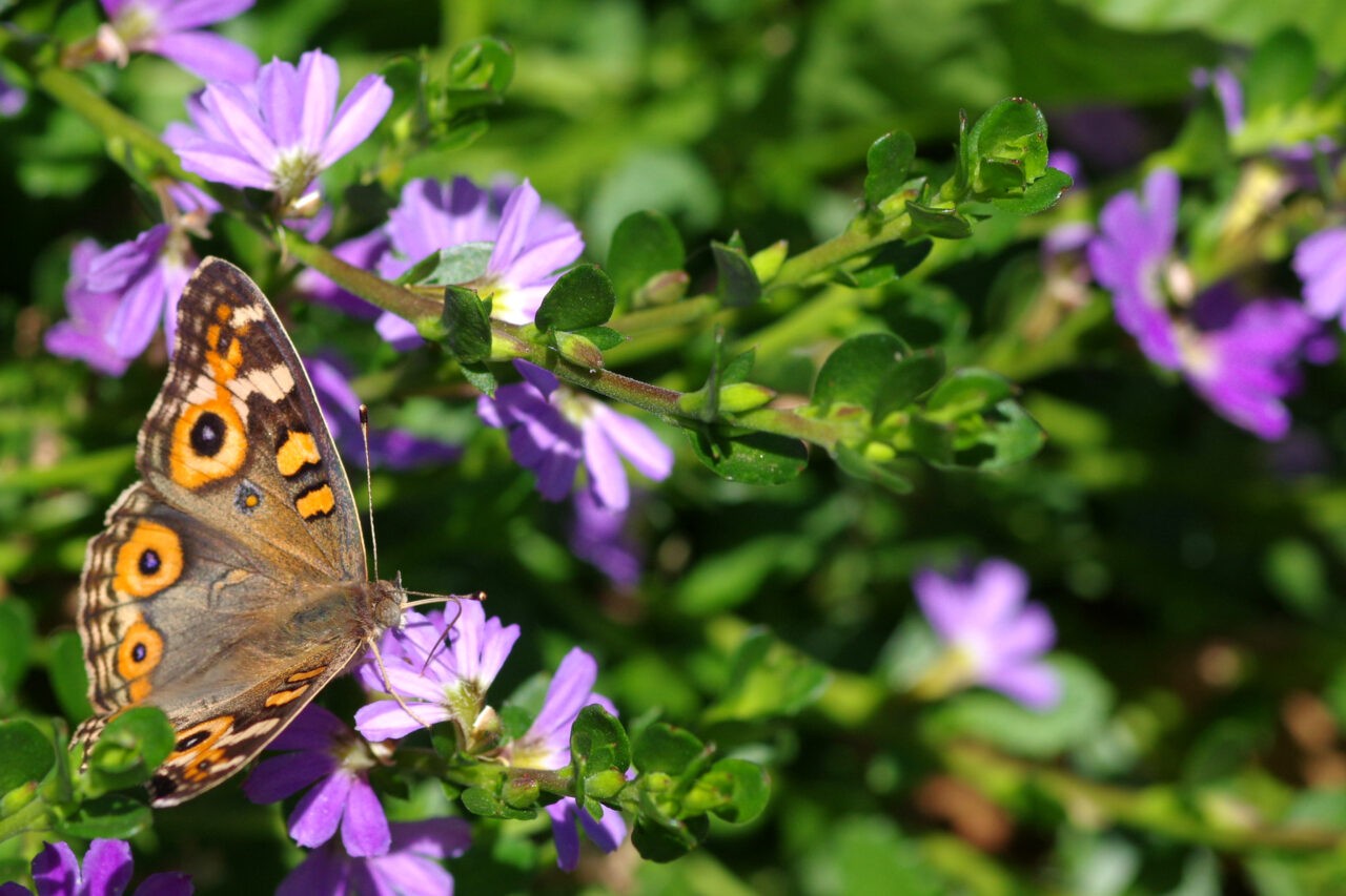 SUPPORTING NATIVE PLANTS AND THEIR INSECT POLLINATORS – Gardens for ...